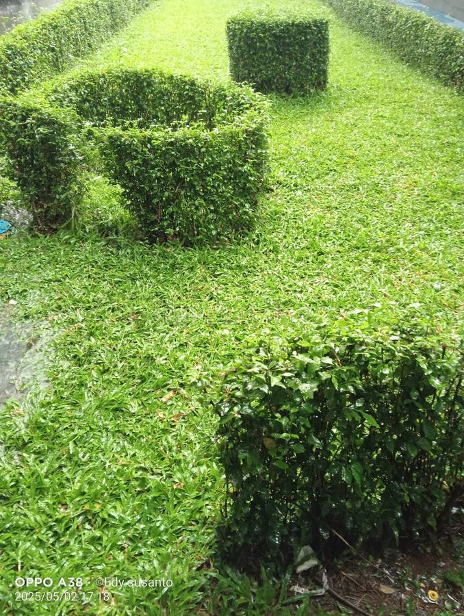 The Green Tree and Land Scape Stock Image - Image of scap, thegreen ...