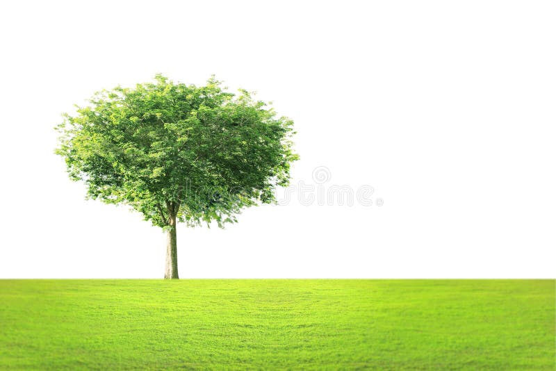 Green tree landscape stock photo. Image of environment - 39267984