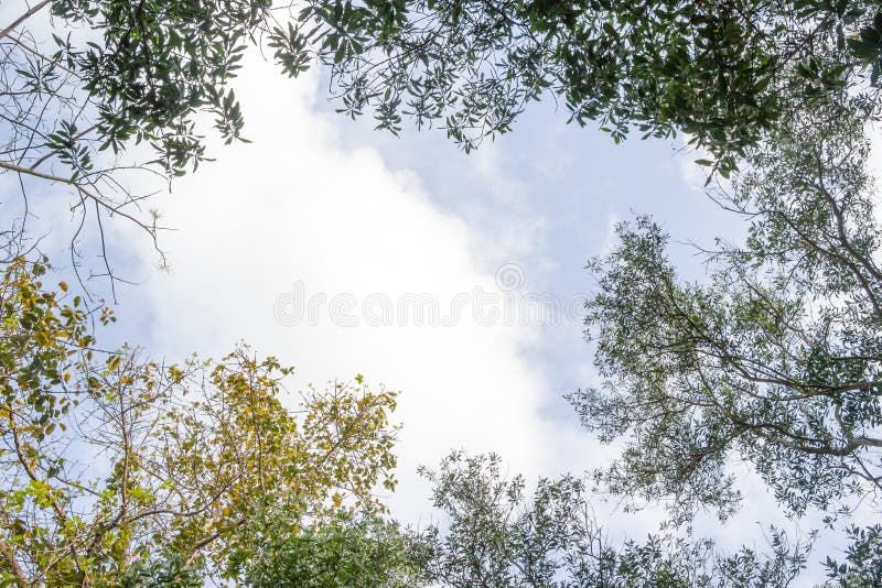 Green Tree Leaf on Blue Sky White Cloud Background Stock Photo - Image ...