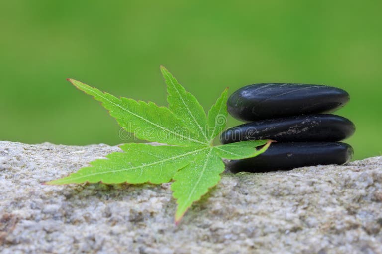 Green tree leaf fall stock image. Image of fall, garden - 19407495