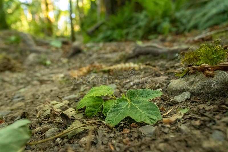 Green Tree Leaf Laying on the Ground in a Forest Stock Photo - Image of ...