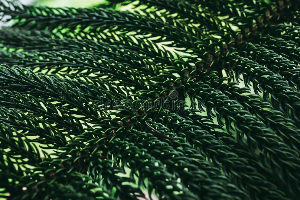 Green Tree Leaf or Leaves. in Dark Forest Tone Light Stock Photo ...