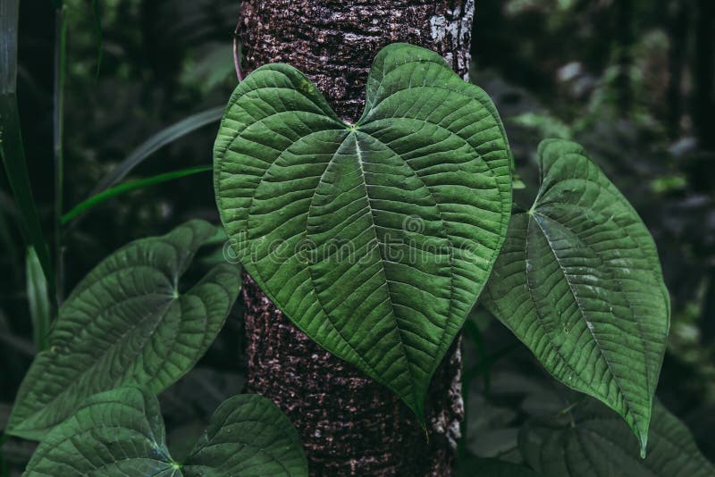 Green Tree Leaf or Leaves. in Dark Forest Tone Light Stock Photo ...