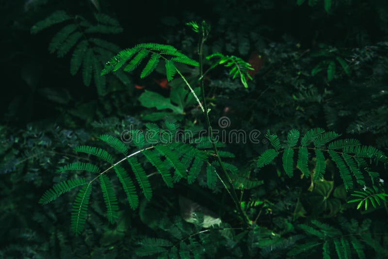 Green Tree Leaf or Leaves. in Dark Forest Tone Light Stock Photo ...
