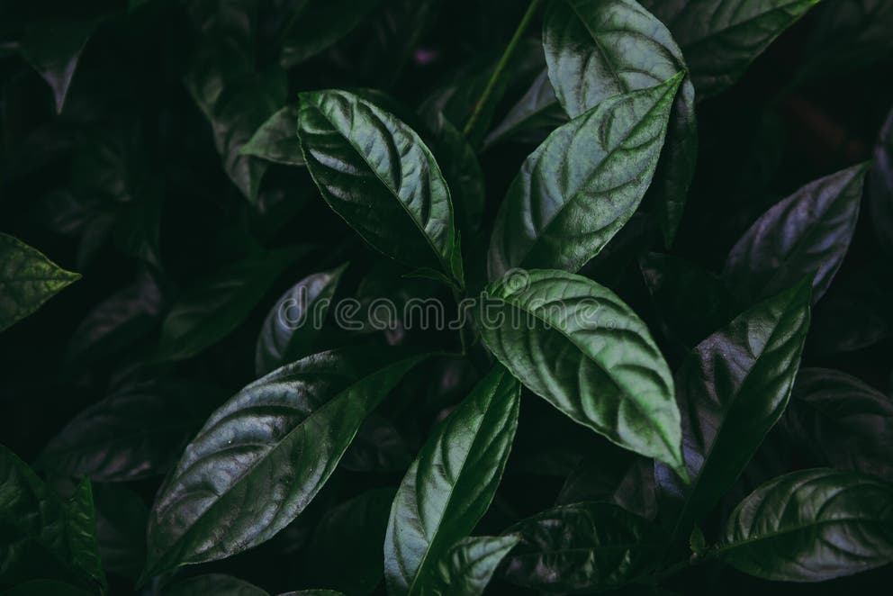Green Tree Leaf or Leaves. in Dark Forest Tone Light Stock Photo ...