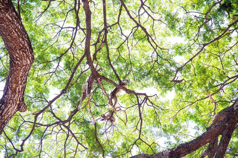 Green Tree Leaf in the Nature Stock Photo - Image of small, closeup ...