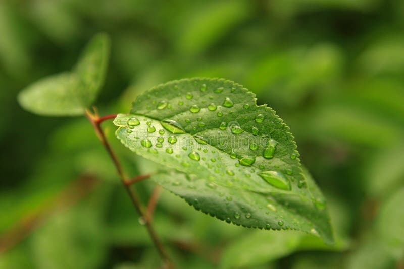 Green Tree Leaf with Rain Drops Stock Photo - Image of leaf, copyspace ...