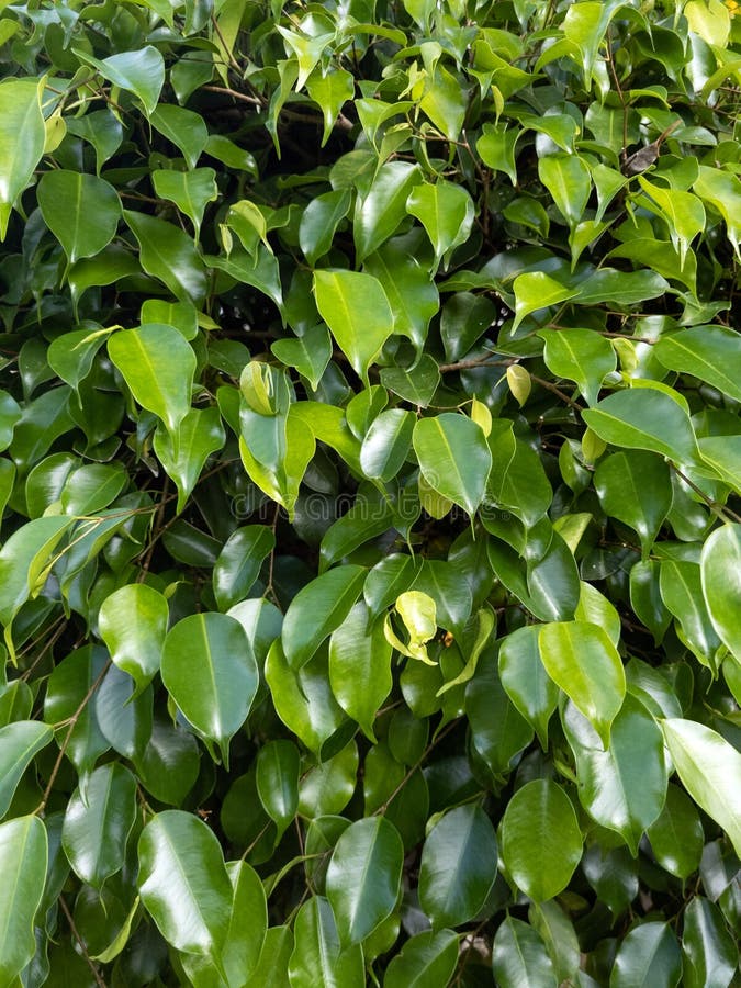 Green tree leaf stock photo. Image of fresh, flora, leaf - 252291460