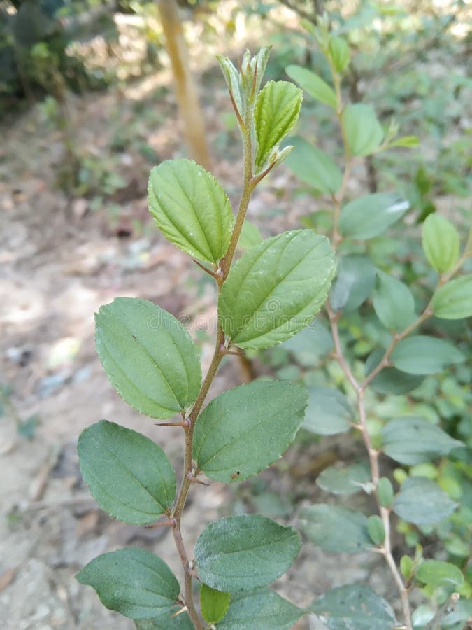 Green Tree Leaf Spring in the Garden Stock Image - Image of autumn ...