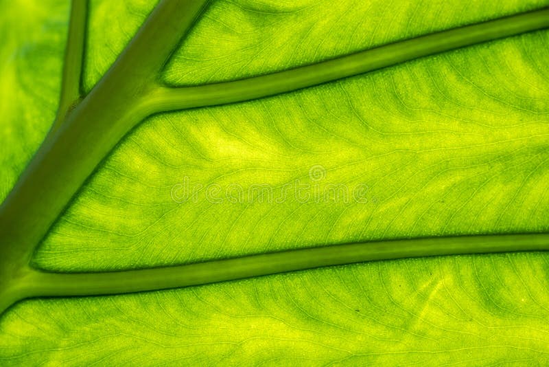 Green tree leaf with vein stock photo. Image of mediterranean - 137017110
