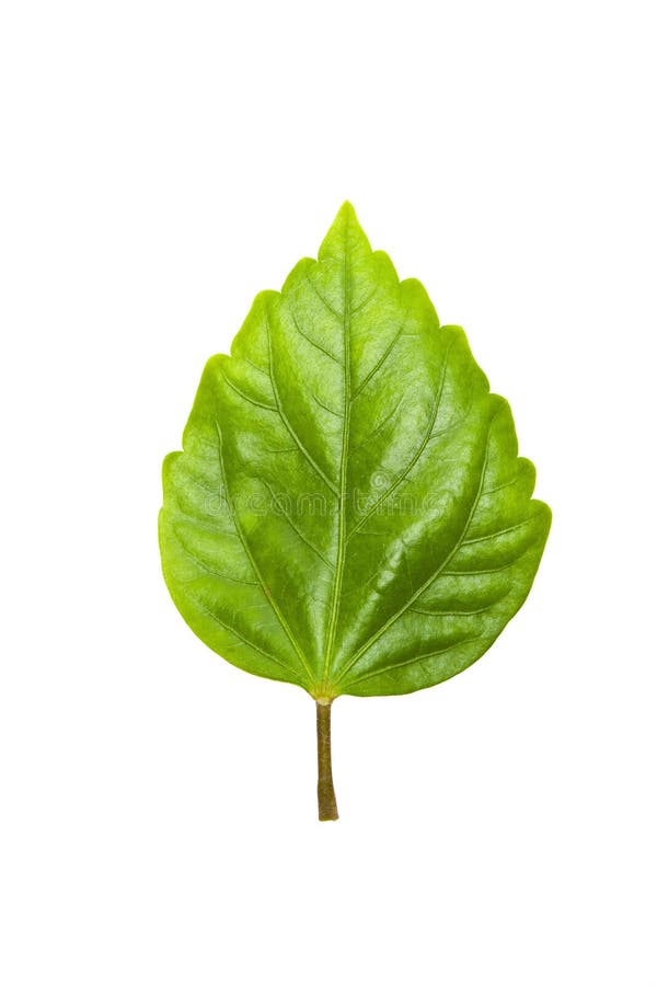 1,000+ Tree leave Free Stock Photos - StockFreeImages