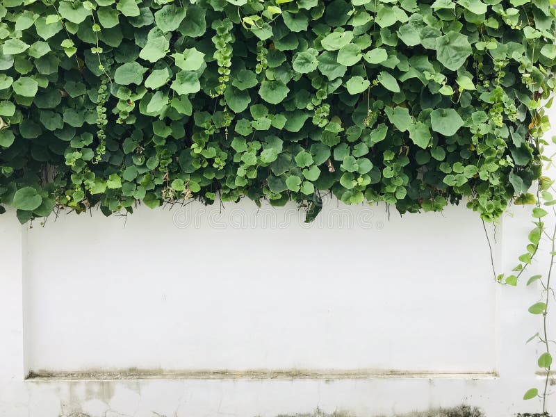 Green Tree Leave in Drak Green Color Shade Stock Image - Image of ...