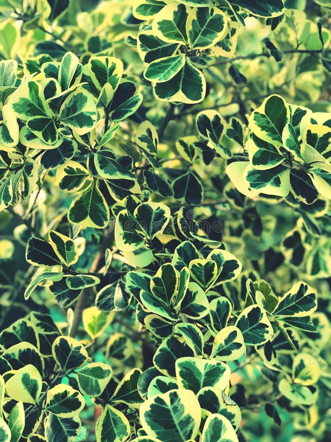 Green Tree Leave and Flower in the Graden Stock Image - Image of ...