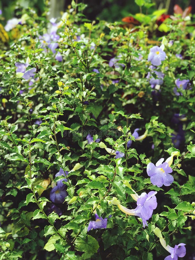 Green Tree Leave and Flower in the Graden Stock Photo - Image of flower ...