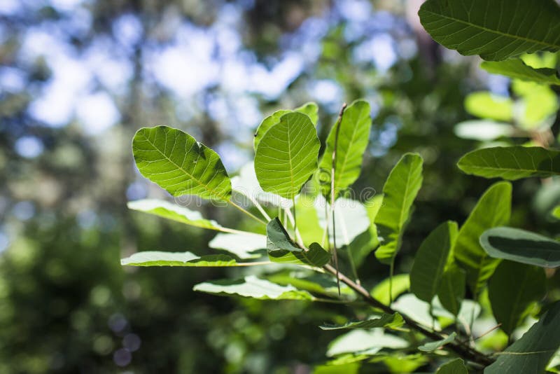 Green Tree Leave in Sunlight Stock Photo - Image of ecology, summer ...