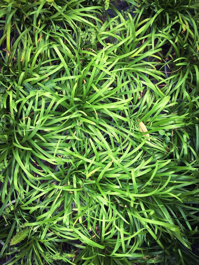 Green Tree Leave Texture Pattern Background Fram, Garden & Forest ...