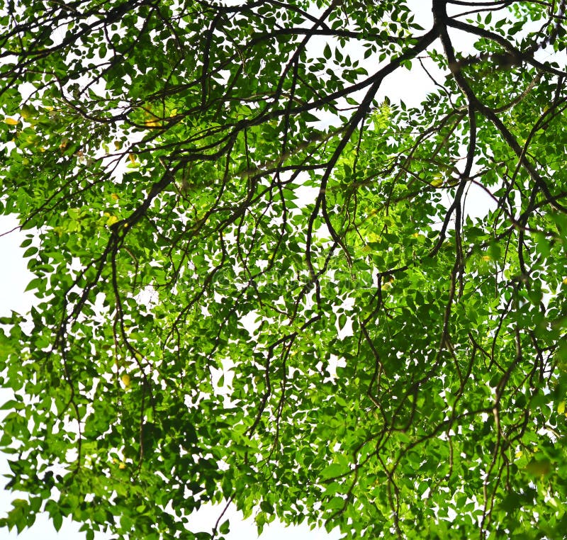 Green Tree Leave on White in Garden; Clear Sky Stock Photo - Image of ...