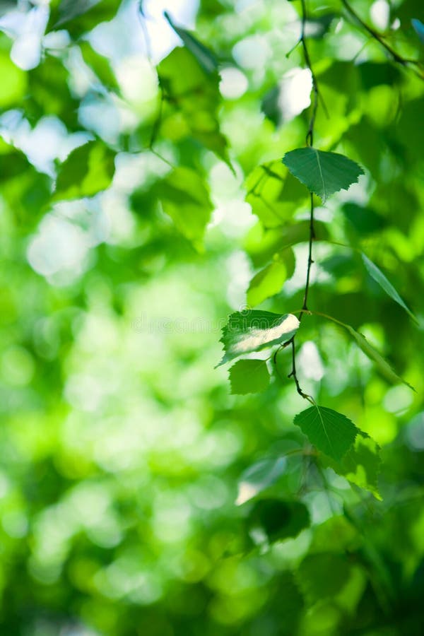 Green tree leaves stock photo. Image of seasons, tree - 13295000