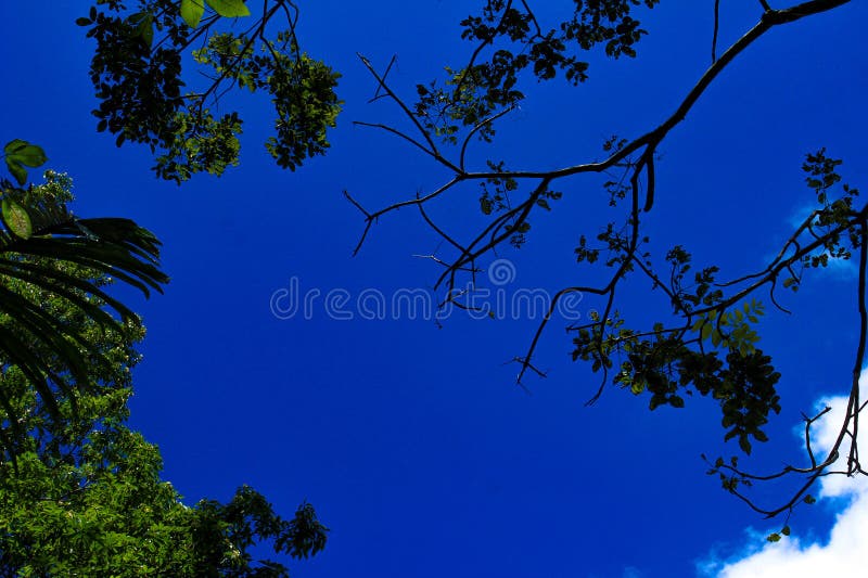 Green Tree Leaves and a Beautiful Panoramic Blue Sky. Bottom View ...