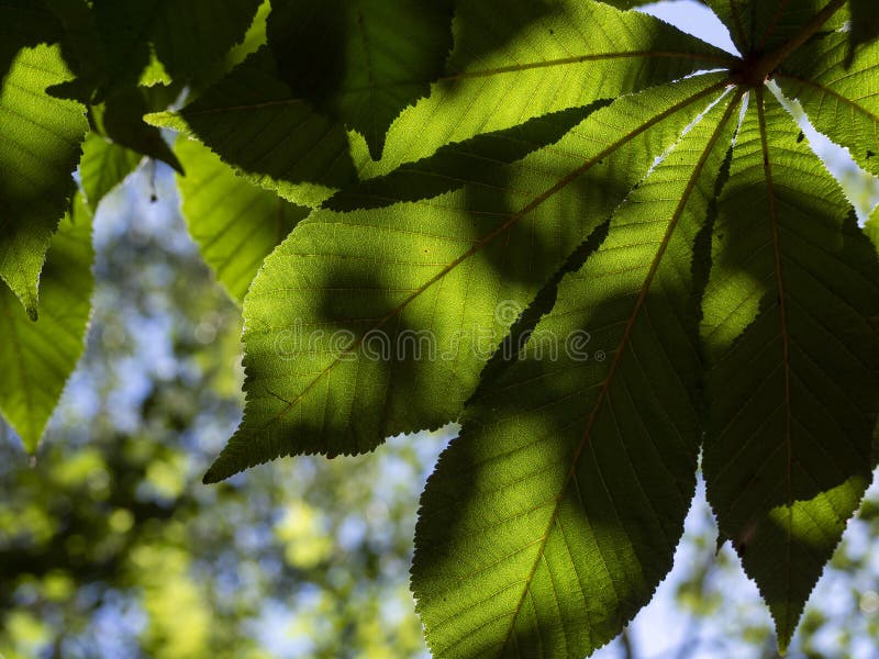 Green Tree Leaves that Become Transparent with Light Contrast Stock ...