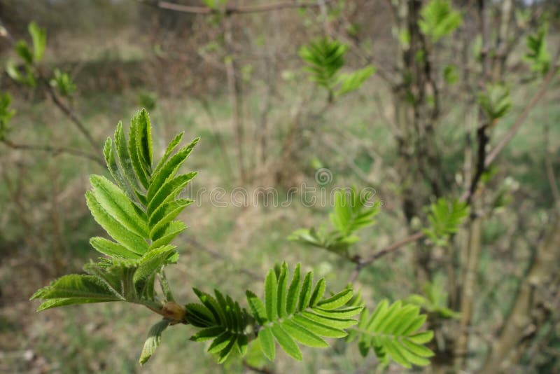 Green tree leaves stock image. Image of spring, tree - 70522271