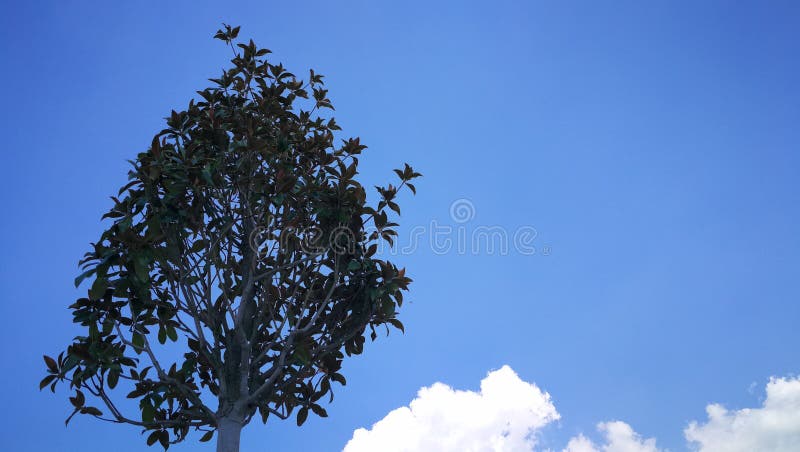 Tree in the sky stock photo. Image of left, green, daylight - 123049212