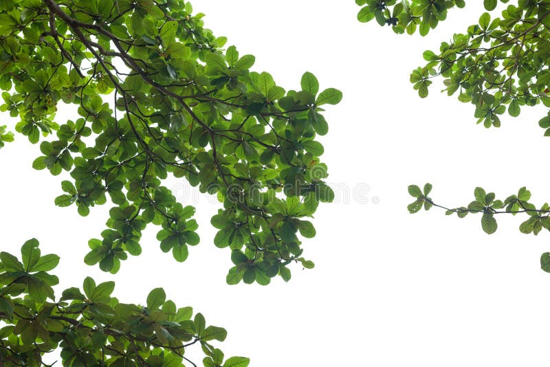 Green Tree Leaves and Branches Stock Photo - Image of beauty, leaves ...