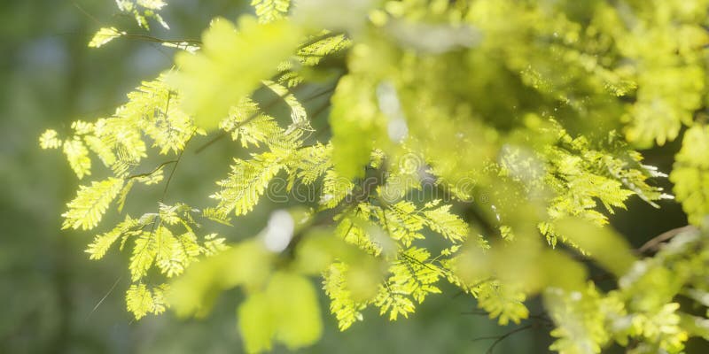 Green Tree Leaves and Branches in Forest Stock Photo - Image of branch ...