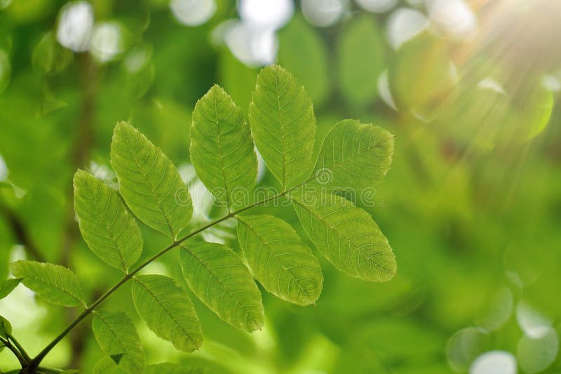 Green Tree Leaves and Branches in Summer in the Nature Stock Image ...