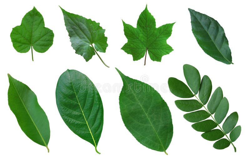 Leaves of Fruit and Berry Shrubs and Trees Stock Photo - Image of ...