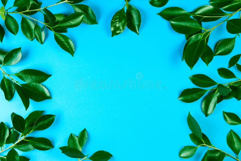 Green Tree Leaves Frame with Blue Background Stock Image - Image of ...