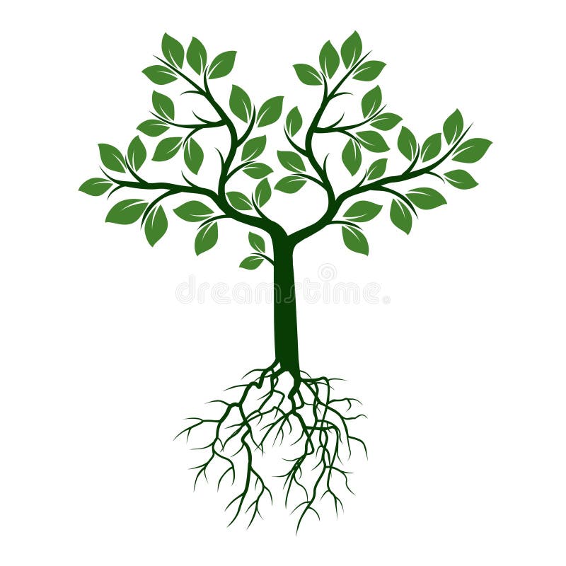 Green Tree with Leaves and Roots. Stock Illustration - Illustration of ...