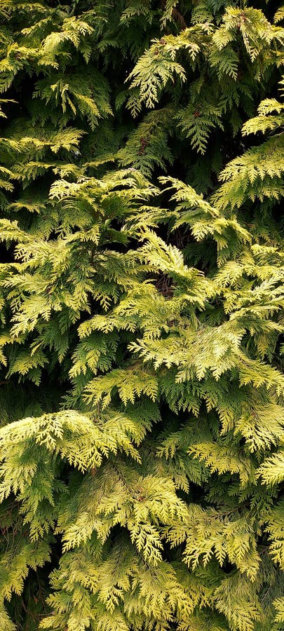 Green Tree Leaves Sap Green Stock Photo - Image of deciduous, plant ...