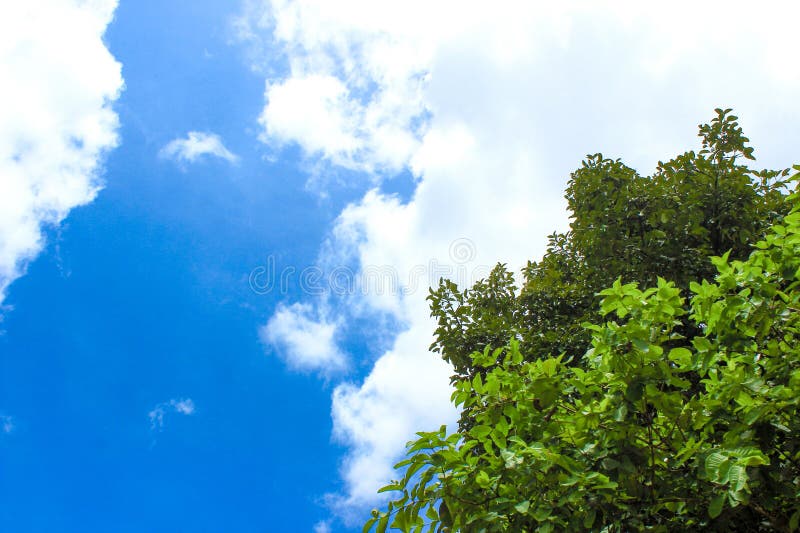Green Tree Leaves and Sky with Clouds. Left Copy Space Stock Photo ...