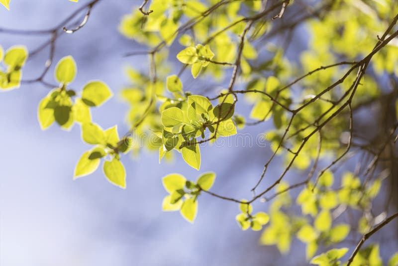 Green tree leaves stock photo. Image of foliage, tree - 90452946