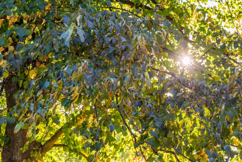 Green Tree Leaves with Sun Shining through Stock Photo - Image of tree ...
