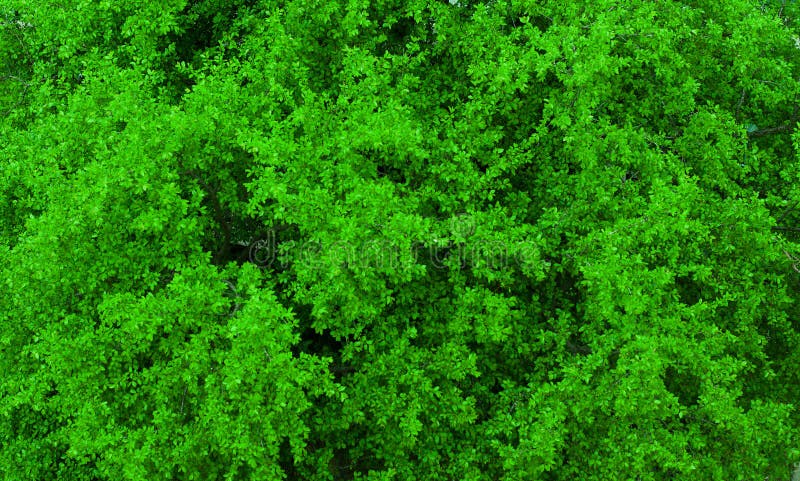 Green Tree Leaves Texture Stock Photography - Image: 9285102