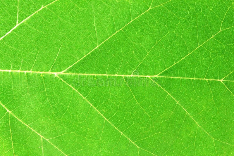 Green Tree Leaves Texture Background Stock Photo - Image of background ...