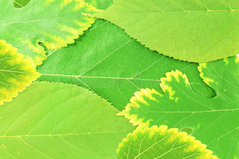 Green Tree Leaves Texture Background Stock Photo - Image of background ...