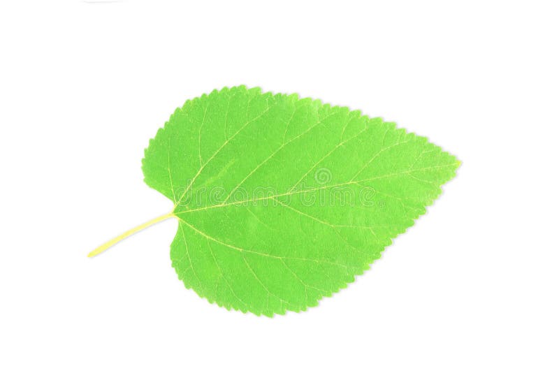 Green Tree Leaves Texture Background Stock Photo - Image of abstract ...