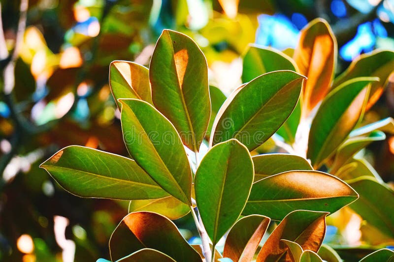 Green tree leaves texture stock photo. Image of green - 138355558