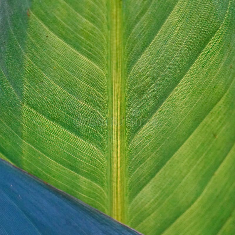 Green tree leaves texture stock photo. Image of garden - 138355614