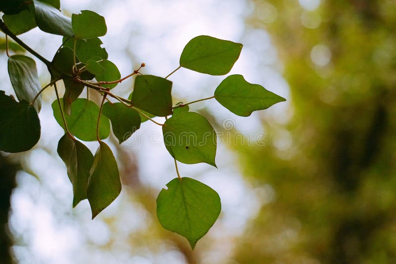 Green tree leaves texture stock image. Image of spring - 138355677