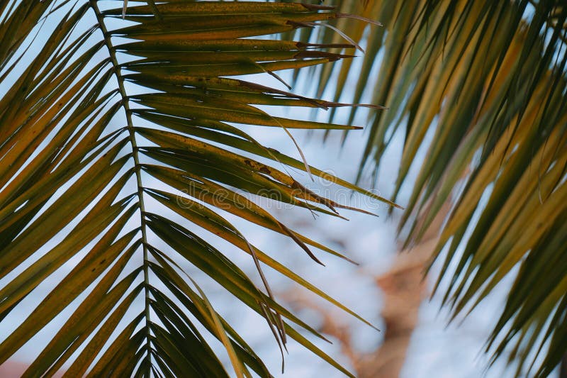 Green Tree Leaves Texture in the Nature Stock Image - Image of abstract ...