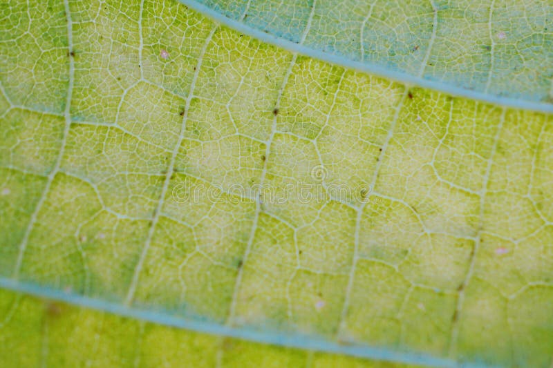 Green Tree Leaves Texture in the Nature Stock Image - Image of nature ...