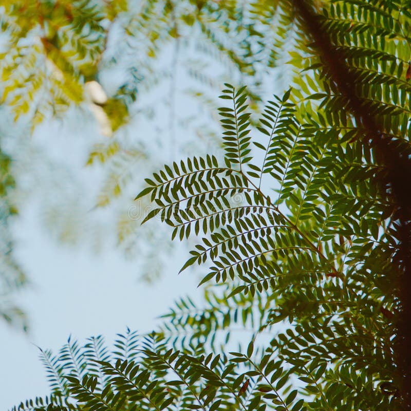 Green tree leaves texture stock photo. Image of texture - 138355546
