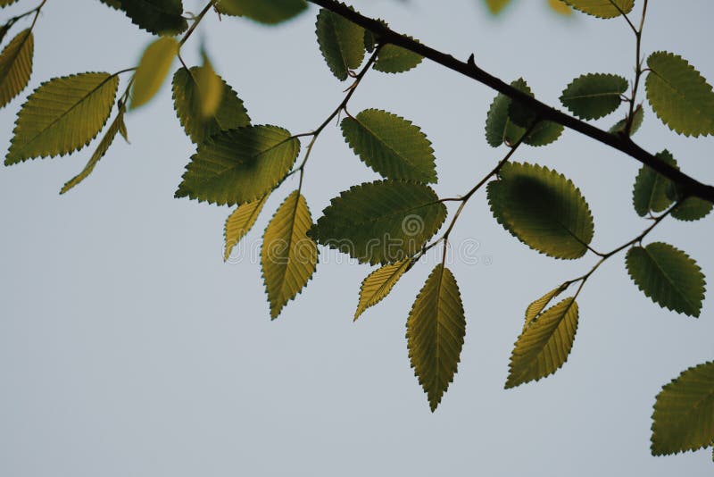 Green Tree Leaves Texture in Springtime Stock Image - Image of green ...