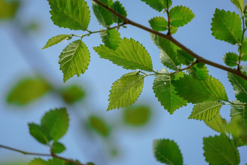 Green Tree Leaves Texture in Springtime Stock Photo - Image of outdoors ...