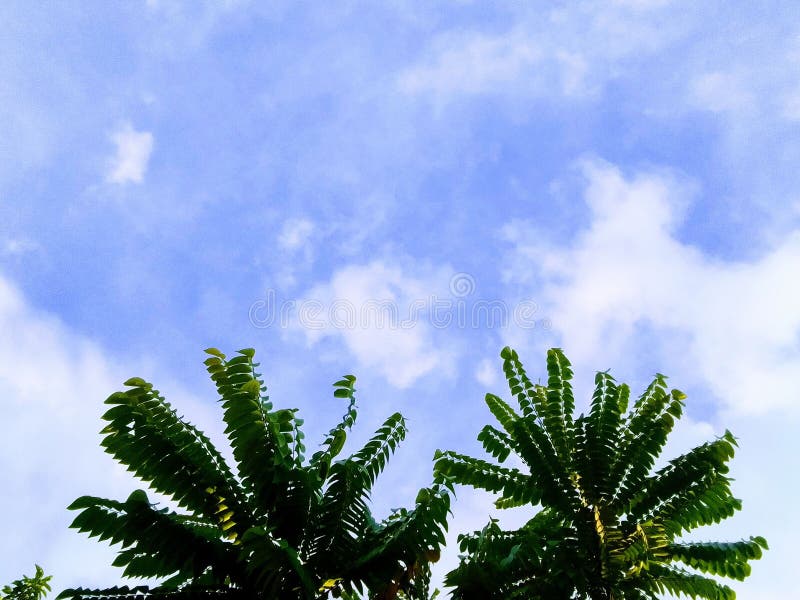 Green Tree Leaves Under a Clear Blue Sky Stock Image - Image of blue ...