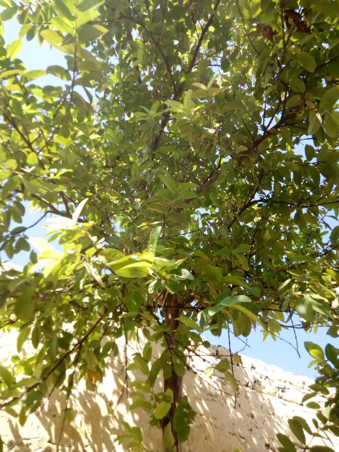 Green Tree Lemon Shine Photo Stock Photo - Image of deciduous ...